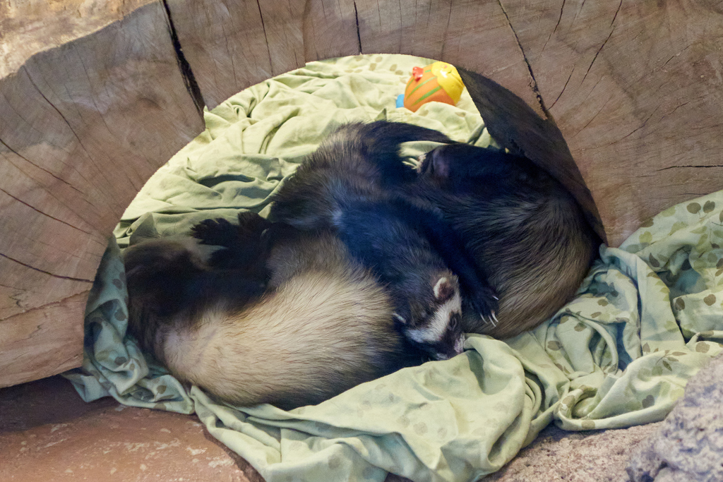 Domestic Ferret from Philadelphia Zoo, 3400 W Girard Ave, Philadelphia ...