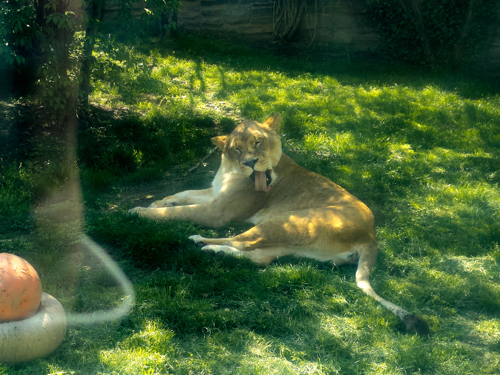 Lion in April 2024 by sevinda · iNaturalist