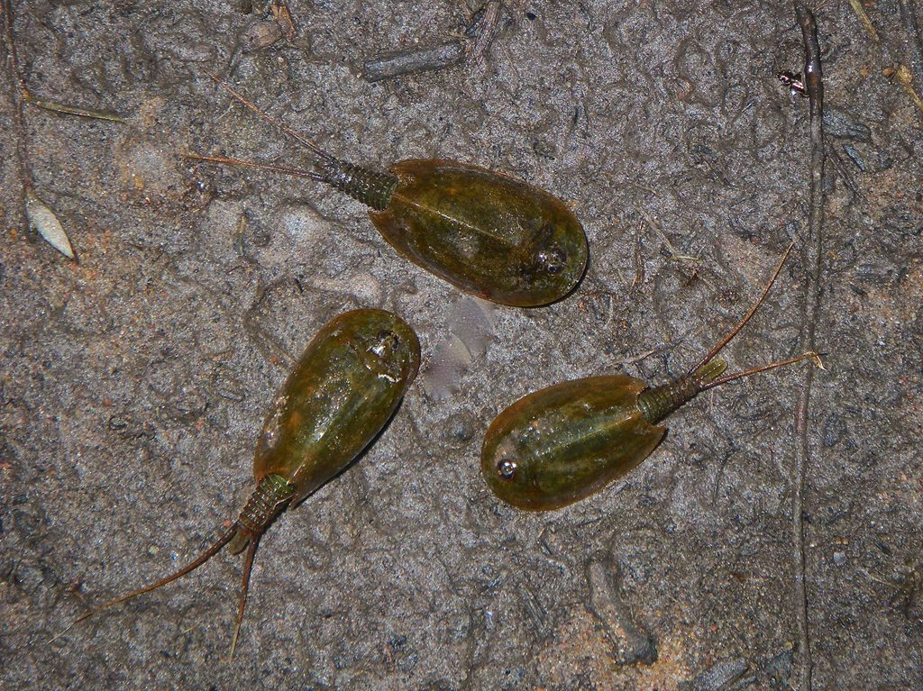 shield shrimp from Poolaigelo Ln, Poolaijelo VIC 3312, Australia on ...