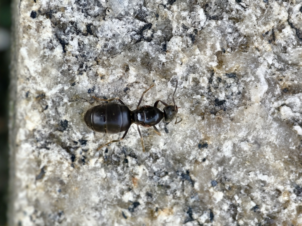 Citronella Ants, Fuzzy Ants, and Allies from Hangzhou, CN-ZJ, CN on ...