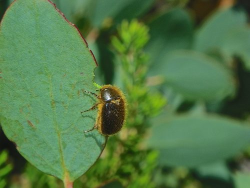 Heteronyx crinitus · iNaturalist