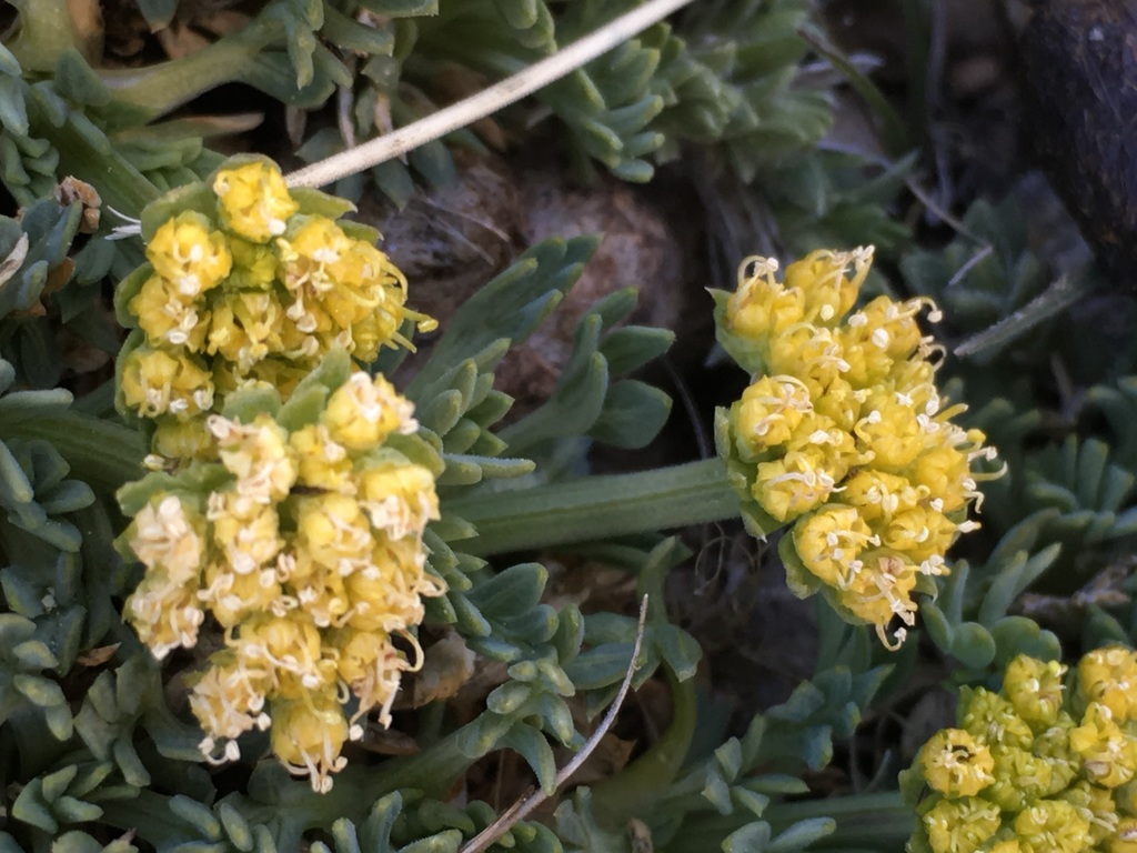 Cymopterus terebinthinus californicus (SEKI: Vascular PlantsFamily ...
