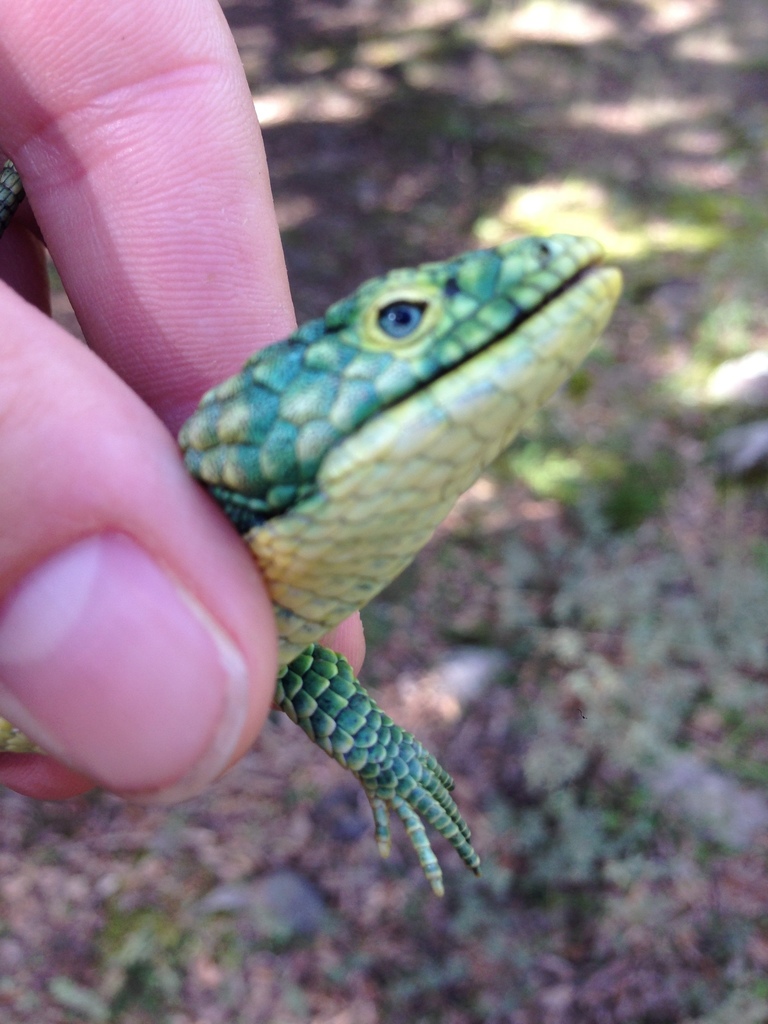 Terrestrial Arboreal Alligator Lizard in October 2016 by Majo ...