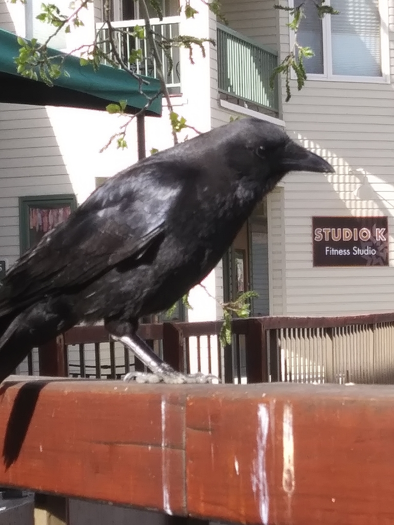 Crows and Ravens from 22080 US-6, Keystone, CO 80435, USA on June 1 ...