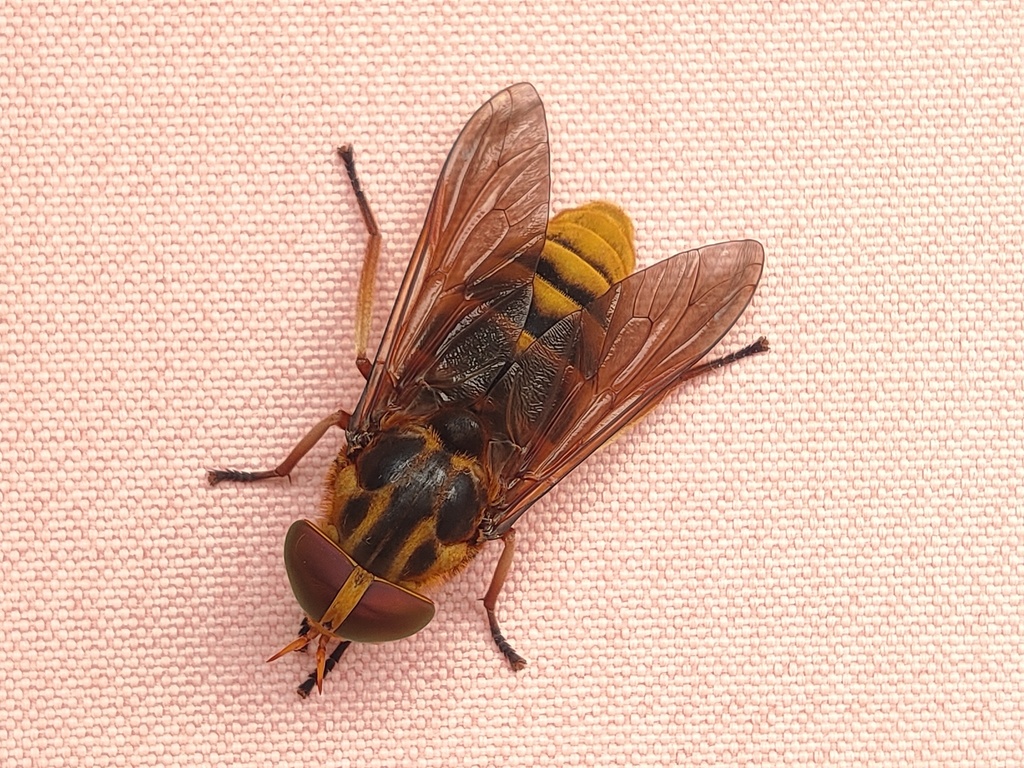 Tabanus chrysurus from 日本、〒386-0407 長野県上田市長瀬 on July 13, 2024 at 02:58 ...