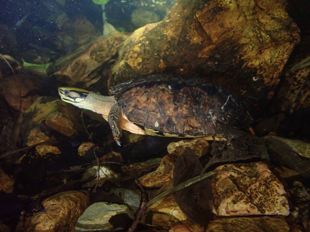 Chinese Three-striped Box Turtle in August 2020 by Tse Chung Yi ...