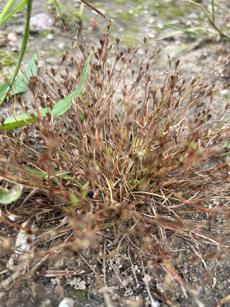 Toad rush from Lunt Meadows & Wetlands Nature Reserve, Liverpool ...