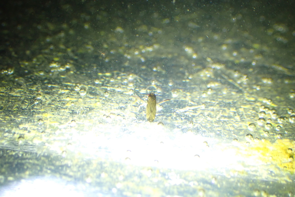 Cymatia apparens from 中国北京市朝阳区 on July 13, 2024 at 09:48 PM by 葫芦爷送娃娃 ...