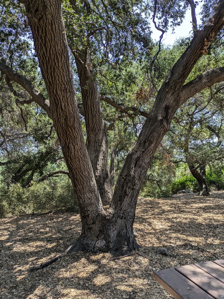 coast live oak from North Arroyo, Pasadena, CA, USA on July 13, 2024 at ...