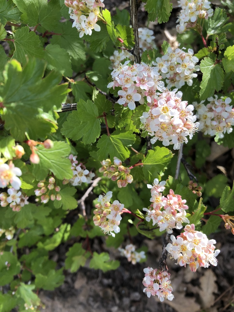 mountain ninebark (Plants of Cheyenne Mountain State Park) · iNaturalist