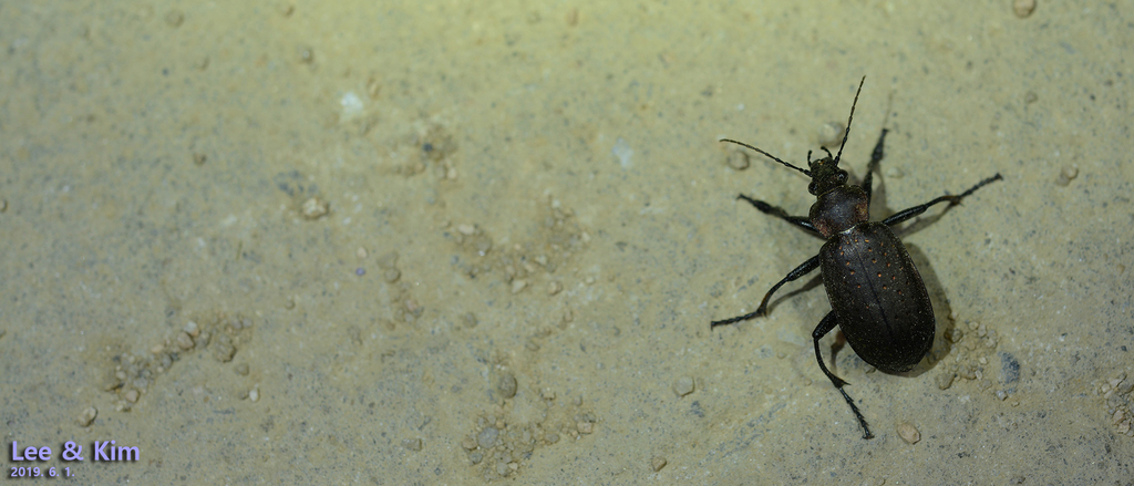 Calosoma chinense from Gimpo, Gyeonggi-do, South Korea on June 1, 2019 ...