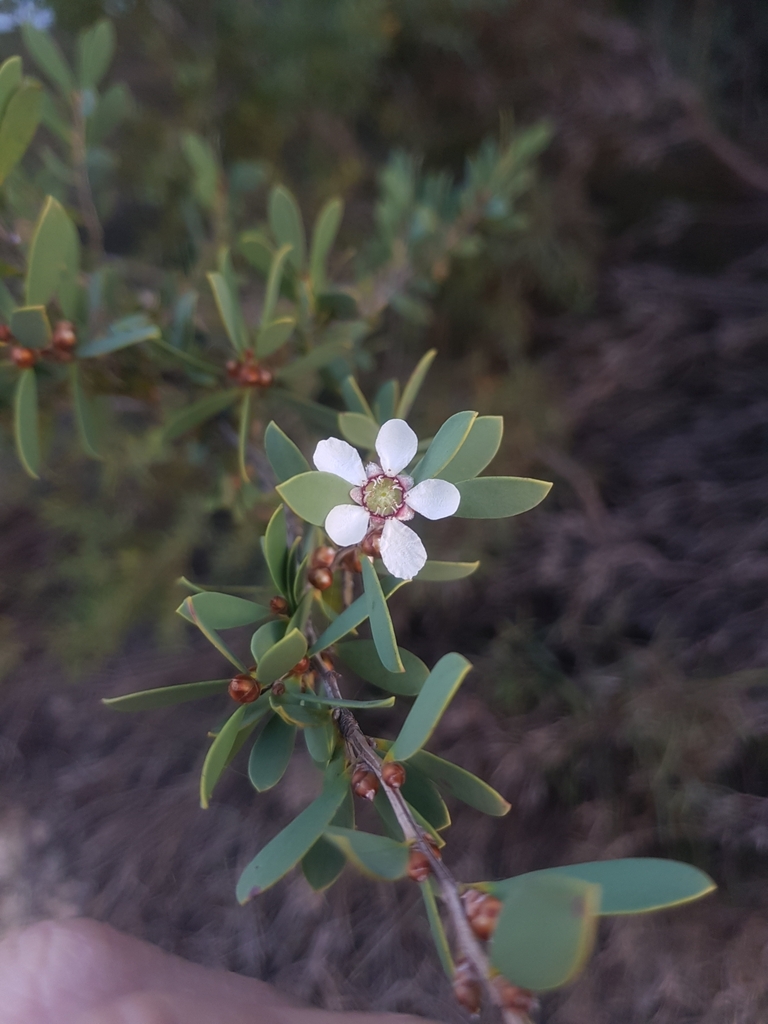 Australian Tea Tree from Condingup WA 6450, Australia on July 5, 2024 ...