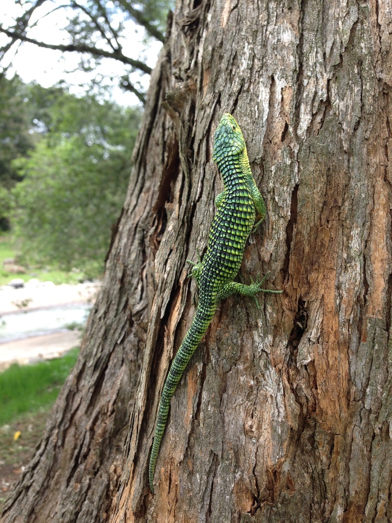 Terrestrial Arboreal Alligator Lizard in July 2017 by Majo Monteverde ...