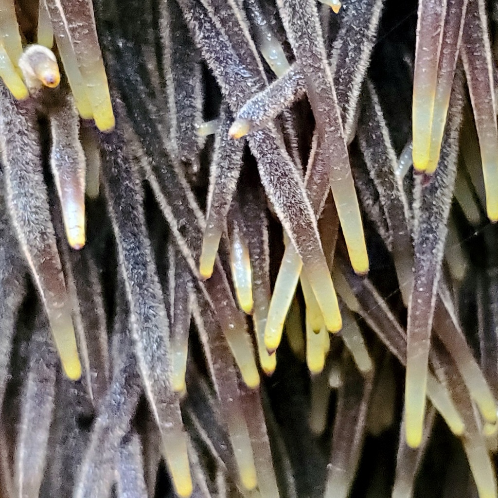 black tree fern from Sharp Bush, Henderson Valley, Auckland, New ...