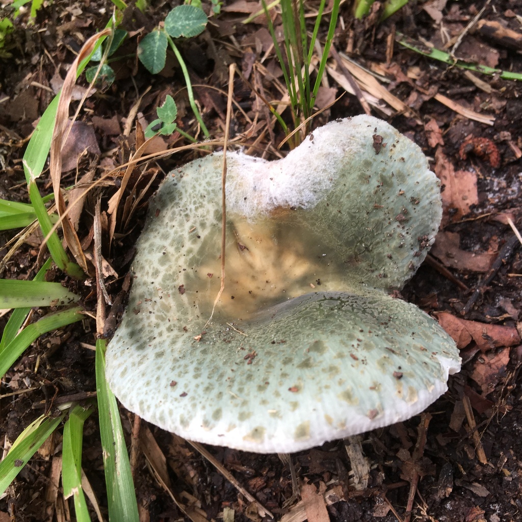 Blue-green Cracking Russula from West Ashley, Charleston, SC, USA on ...