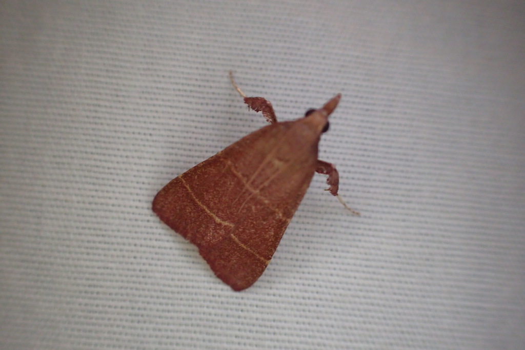 Scaly-legged Pyralids from Corbin Local Wildlife, 68 Belmont Farm Road ...