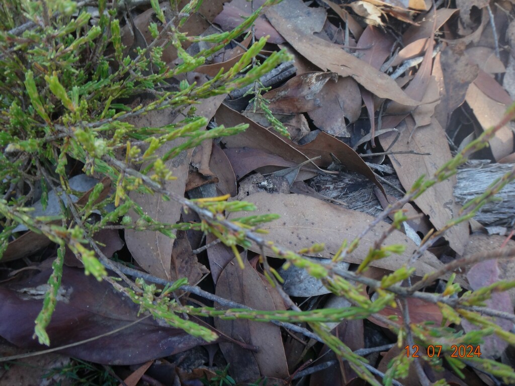 Leucopogon microphyllus pilibundus from Steiglitz VIC 3331, Australia ...