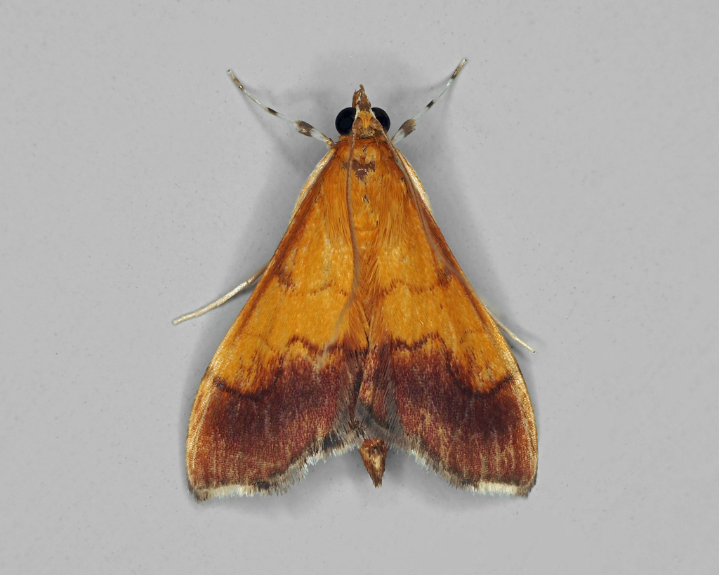 Bicolored Pyrausta Moth from Salem, NH 03079, USA on July 14, 2024 at ...