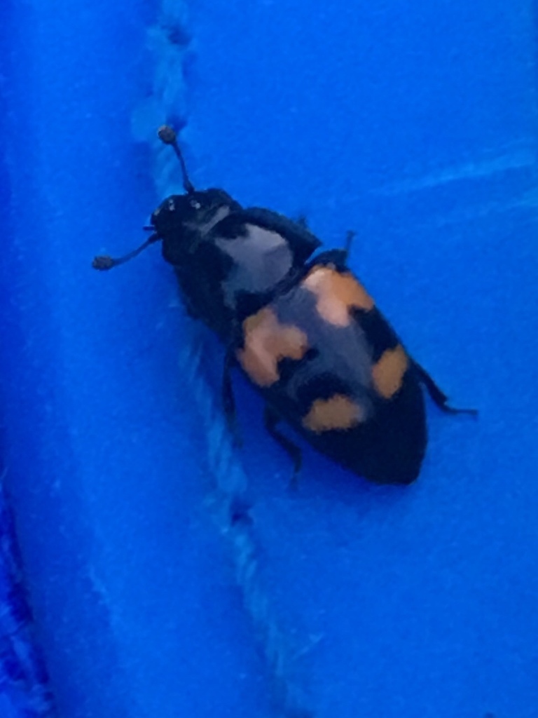 Picnic Beetle in June 2019 by rue71 · iNaturalist