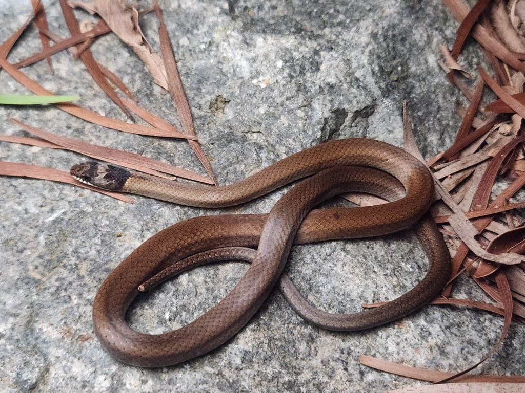 Chinese Many-tooth Snake in July 2024 by jakepgh · iNaturalist