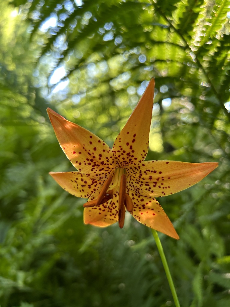 true lilies from County Road 1, Brockton, ON, CA on July 01, 2024 at 06 ...
