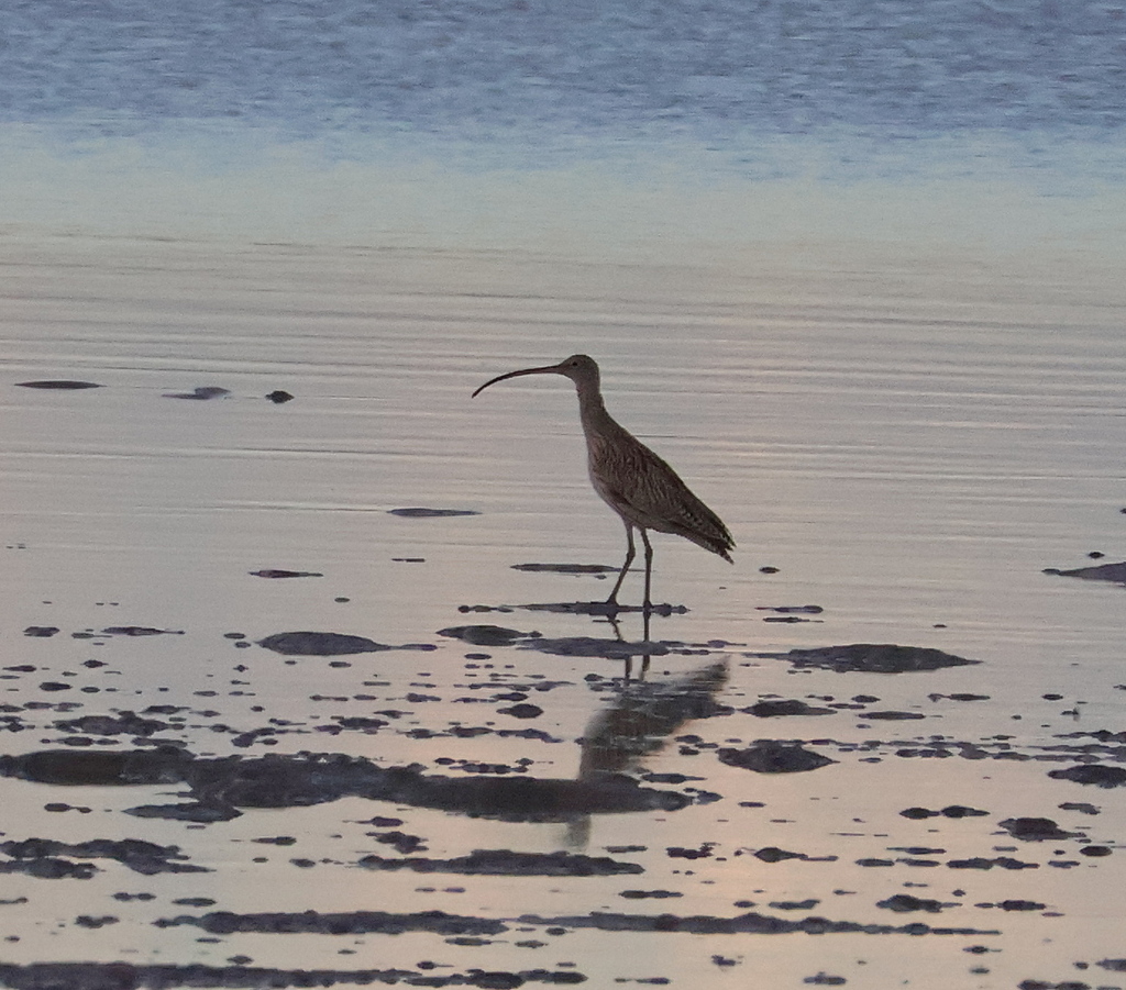 Far Eastern Curlew from Fraser Coast, QLD, Australia on July 13, 2024 ...