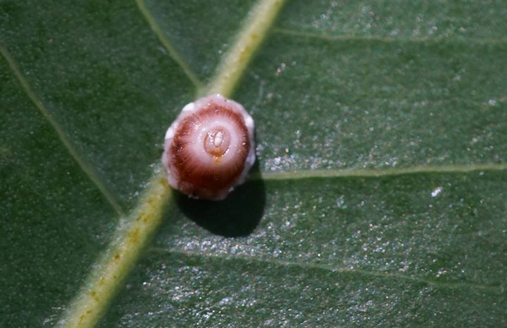 Wax Scales from deerfield beach on June 1, 2019 by Eridan Xharahi ...