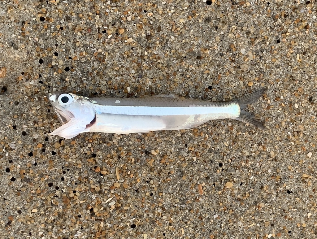 Anchovies (Engraulidae) - Marine Life Identification
