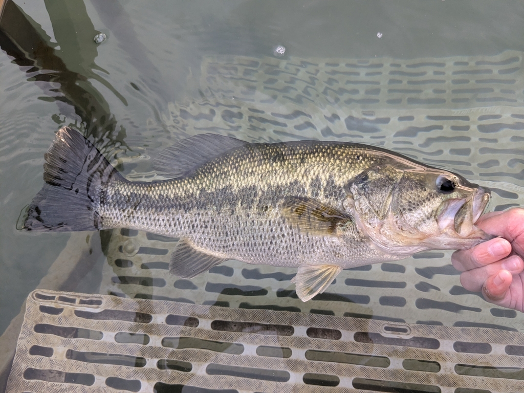Largemouth Bass (Micropterus nigricans) - Marine Life Identification