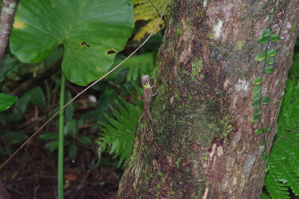 Diploderma polygonatum polygonatum in July 2024 by Takaaki Hattori ...