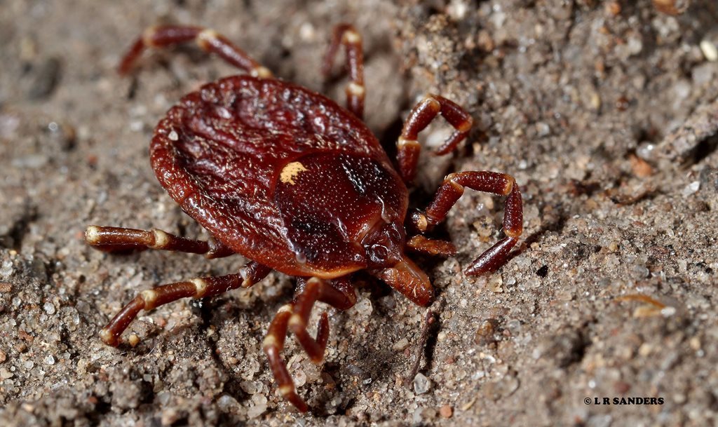 Ornate Kangaroo Tick (Tick Watch Southwest Australia) · iNaturalist