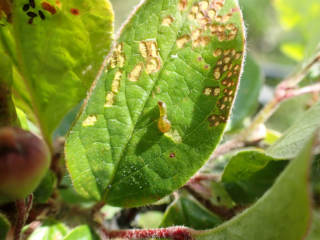 Cherry Slug Sawfly from Douglasdale, Calgary, AB T2Z, Canada on July 13 ...