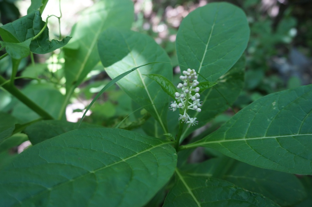 Inkweed from 中国北京市房山区 on May 29, 2016 at 11:54 AM by qianli_feng ...