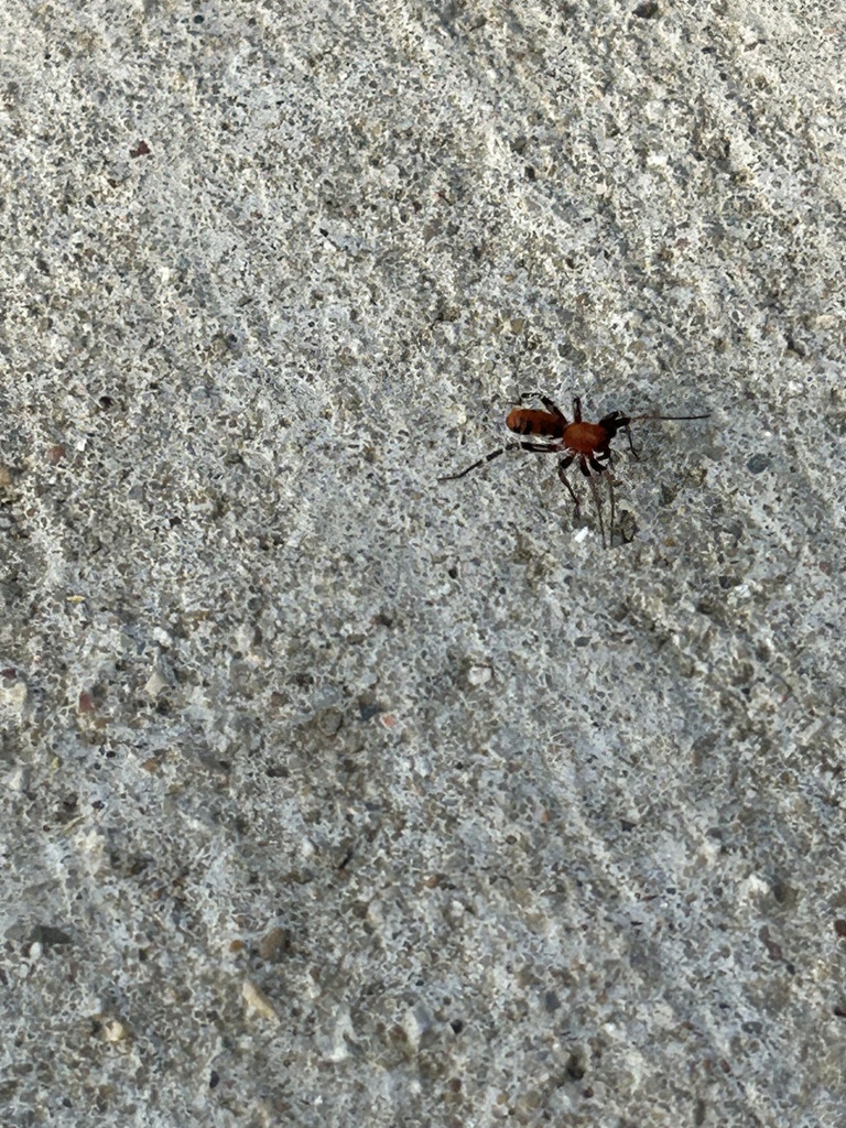 Orange Ant-mimic Sac Spider from Prosper, TX, US on July 14, 2024 at 09 ...