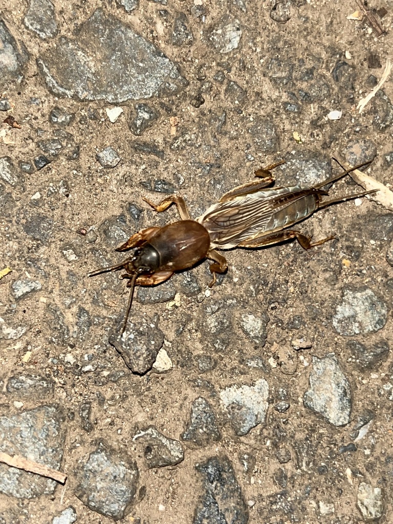 Oriental Mole Cricket from 本州, 日野市, 東京都, JP on June 20, 2023 at 07:28 ...