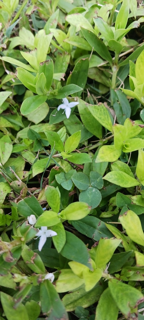 buttonweed from Oxford, MD 21654, USA on July 14, 2024 at 10:26 AM by ...