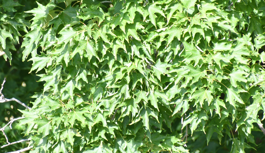 black maple from Highland County, VA, USA on July 13, 2024 at 03:37 PM ...