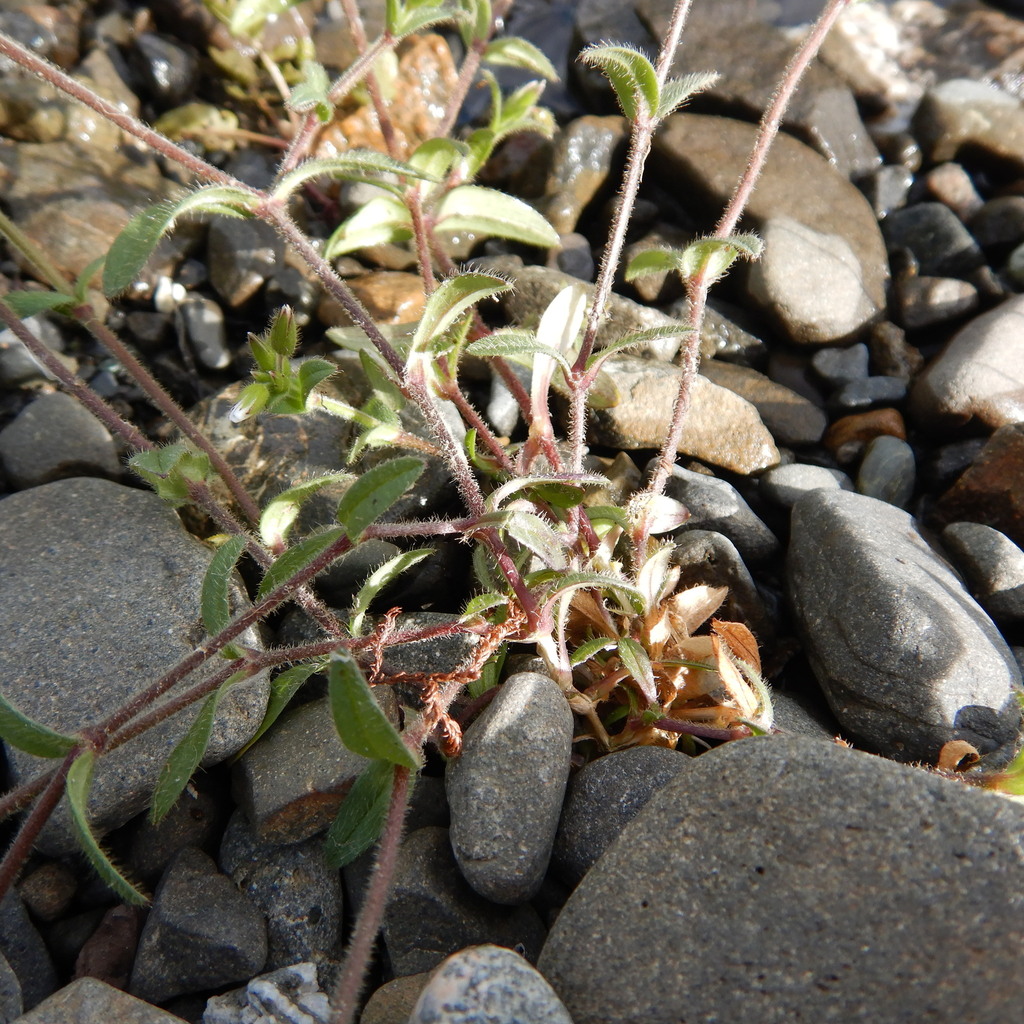 Mouse-ear Chickweeds from Yukon, Canada on July 13, 2024 at 08:59 AM by ...
