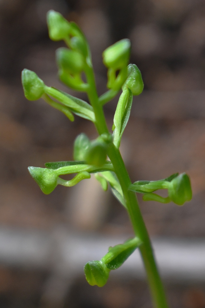 Neottia in July 2024 by Gail A Baker. Neottia convallarioides Broad ...