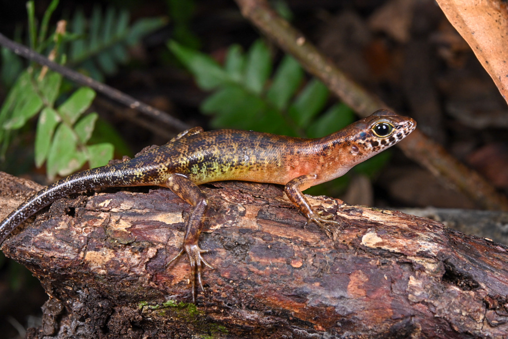 Sabah Slender Skink from ボルネオ島, サンダカン, サバ, MY on July 14, 2024 at 08:44 ...
