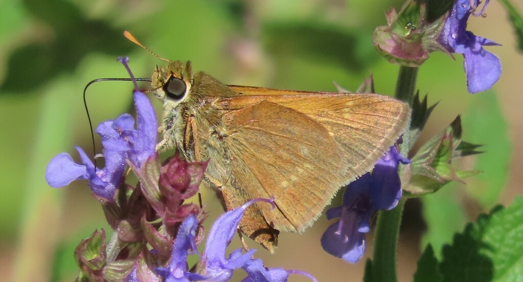 Crossline Skipper from Pittsfield, NH, USA on July 2, 2024 at 10:29 AM by aerobbins · iNaturalist