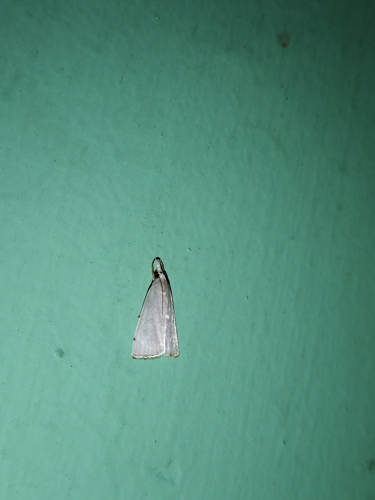 Grass-veneers and Allies from Almora, Uttarakhand, India on July 14 ...