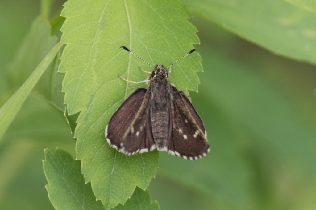 Pepper and Salt Skipper (Acadia National Park Butterfly Guide 🦋 ...