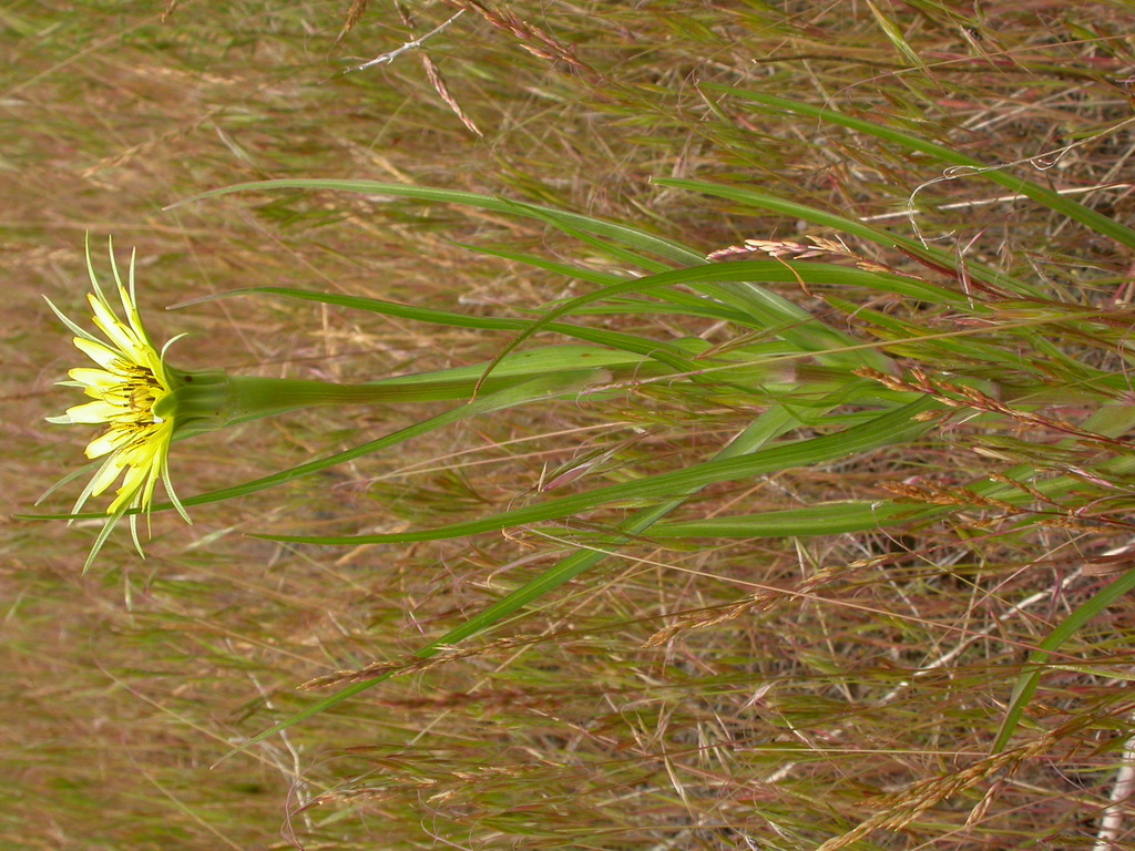 Yellow Salsify (UWEC Day 6) · iNaturalist