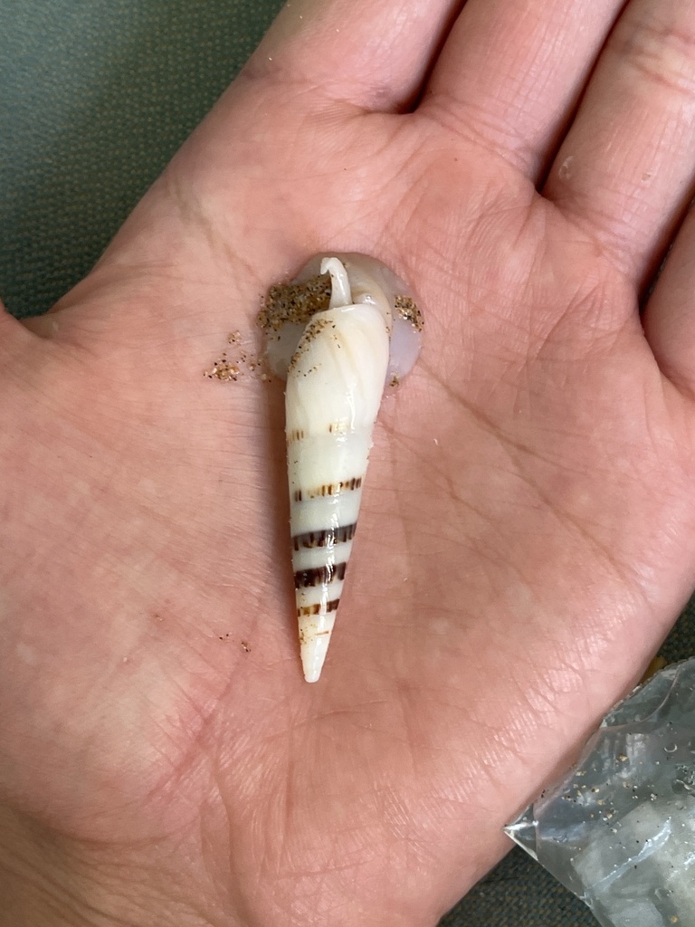Hastula hectica from North Pacific Ocean, Kihei, HI, US on July 14 ...