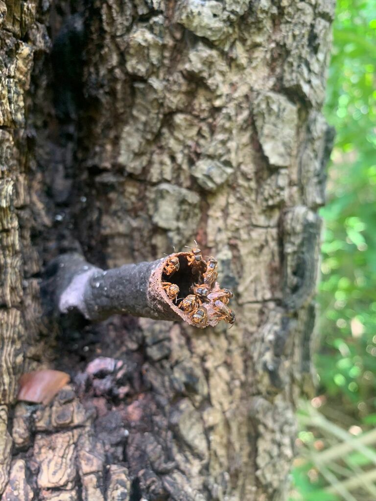Pectoral Robust-Stingless bee from 77775 Gran Bahía Príncipe, Q.R ...