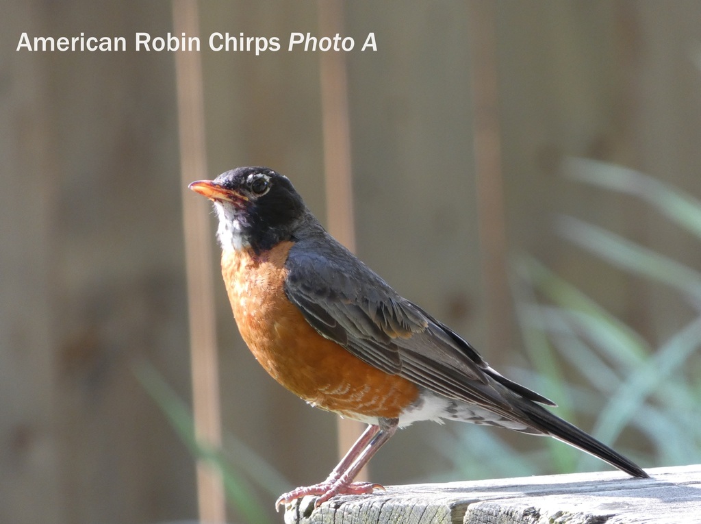 American Robin from King East, Kitchener, ON, Canada on July 14, 2024 ...