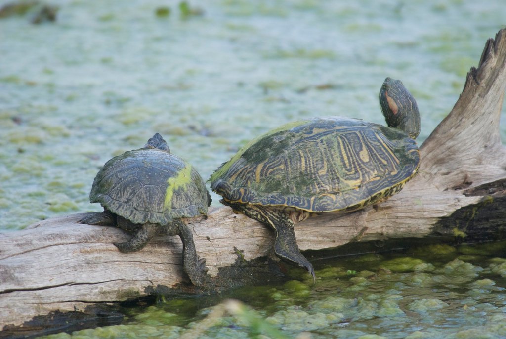 Red-eared Slider from Estero Llano Grande State Park on April 13, 2011 ...