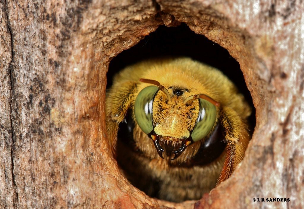 Large Carpenter Bees from 20 Bicentennial Dr, Emerald QLD 4720 ...
