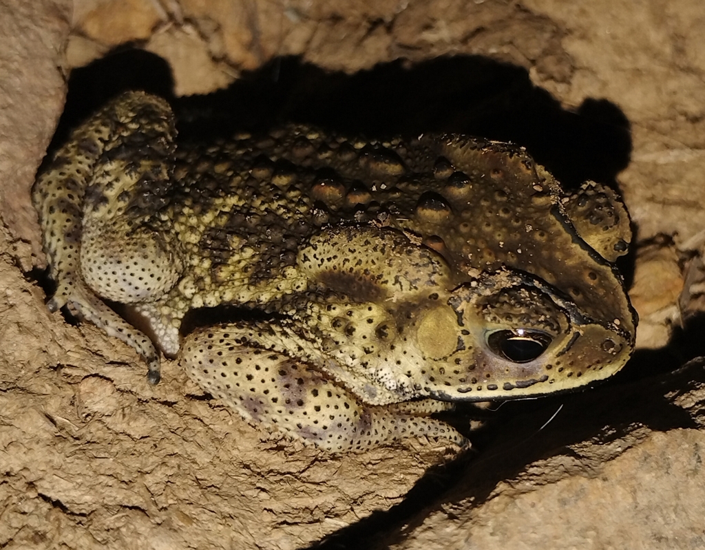 Asian Common Toad from Chota Chin Urfbinayak, Uttarakhand, India on ...